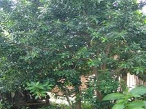 Saving Kenya's Anti-Cancer Tree for Future Generations