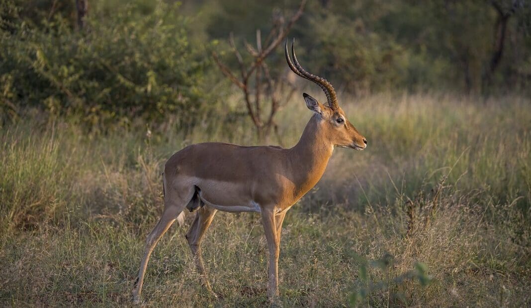Do You Sometimes Behave Like The African Impala In A Zoo?
