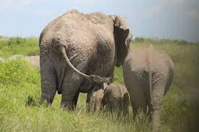Rare Event As Elephant Gives Birth To Twins In Kenya
